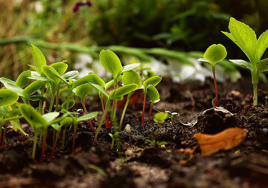 Seed - Babylon Group